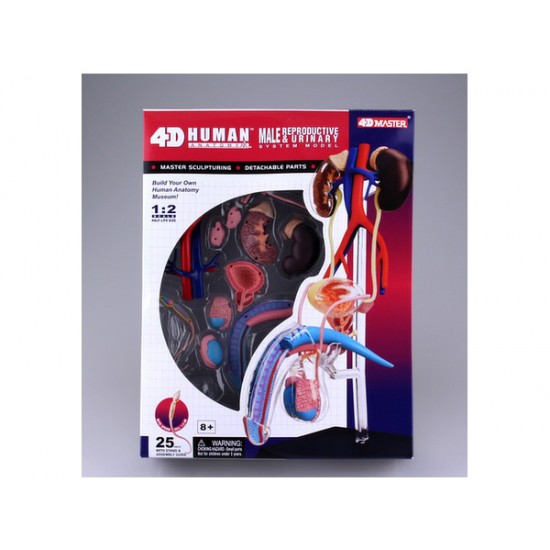 4D Human Series Puzzle - 1/2 Male Reproductive System Anatomy Model ...